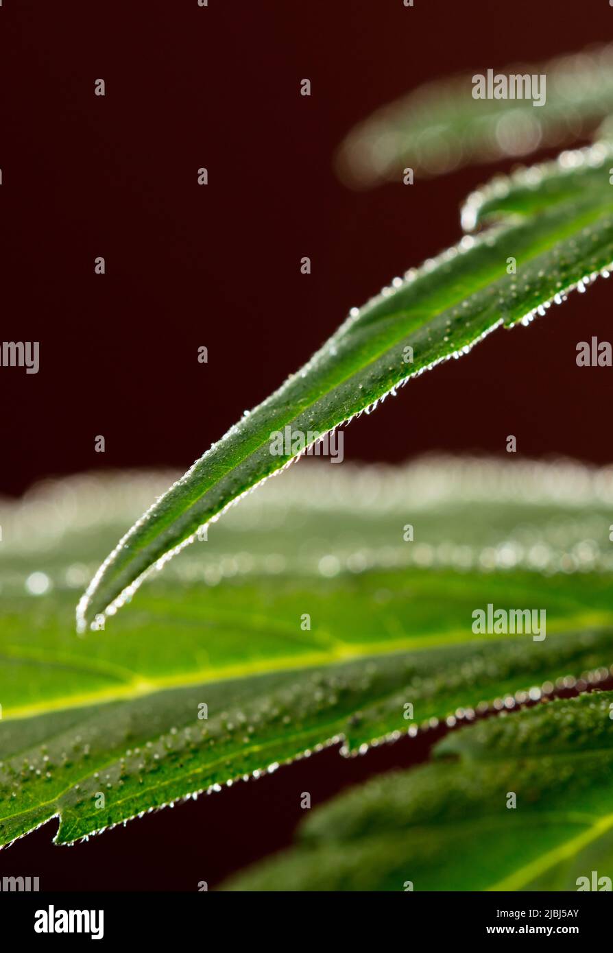 fantastic marijuana leaves with red background Stock Photo - Alamy