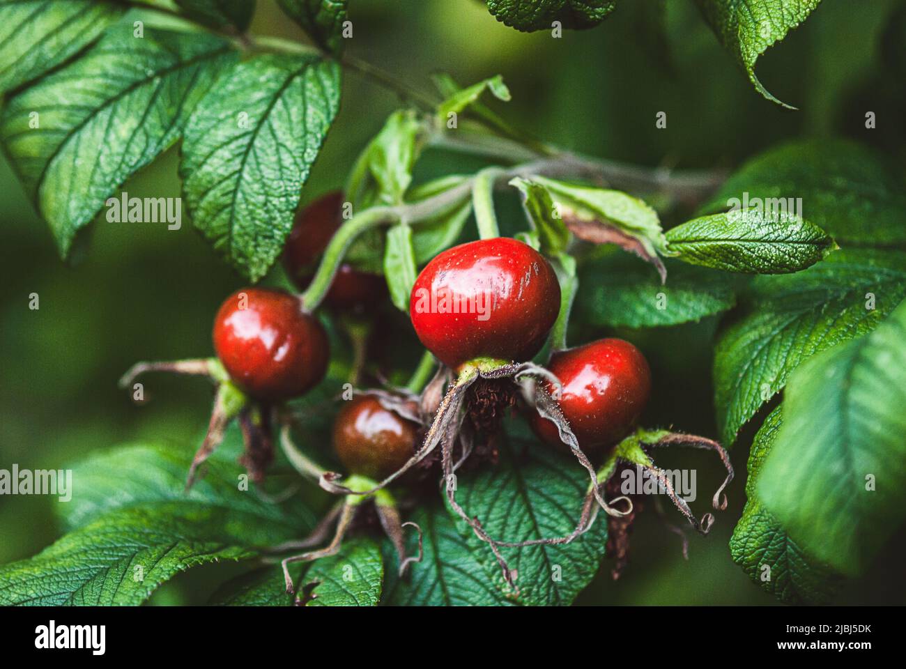 Rosa rugosa fruits growing on bush, ripe rose hip, fruit of sweet-brier ...
