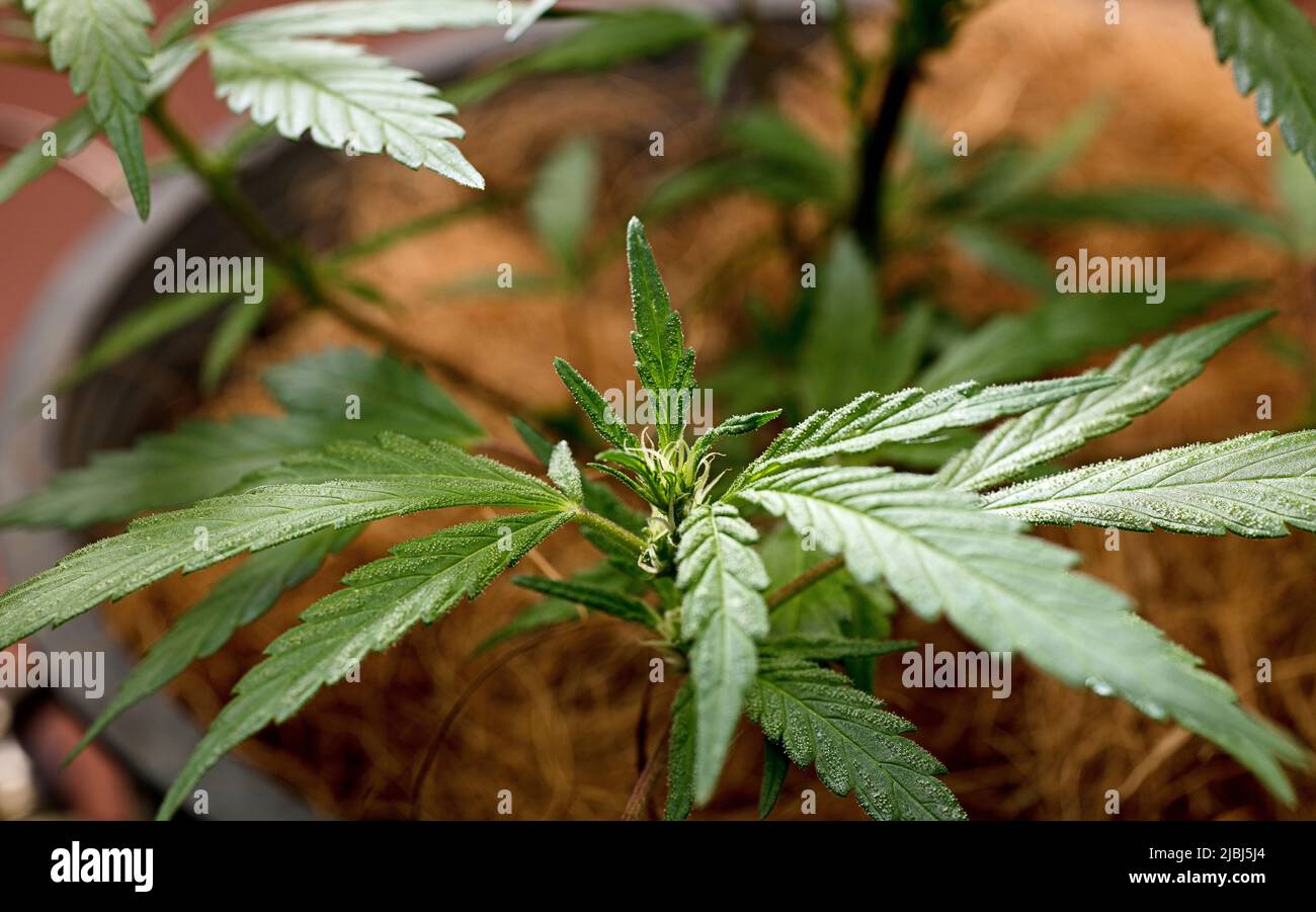 Fresh green leaves of full grown hemp - Cannabis - isolated on brown ...