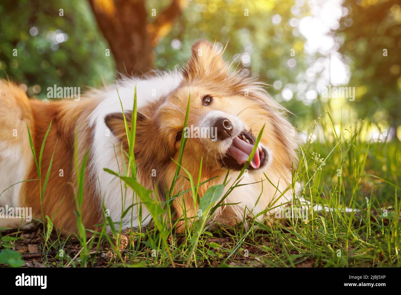 Happy Shetland sheepdog lying in a summer park and eating grass Stock ...