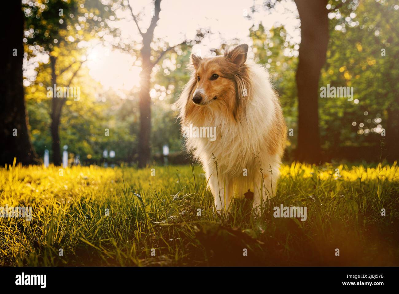 Shetland sheepdog agility hi-res stock photography and images - Alamy