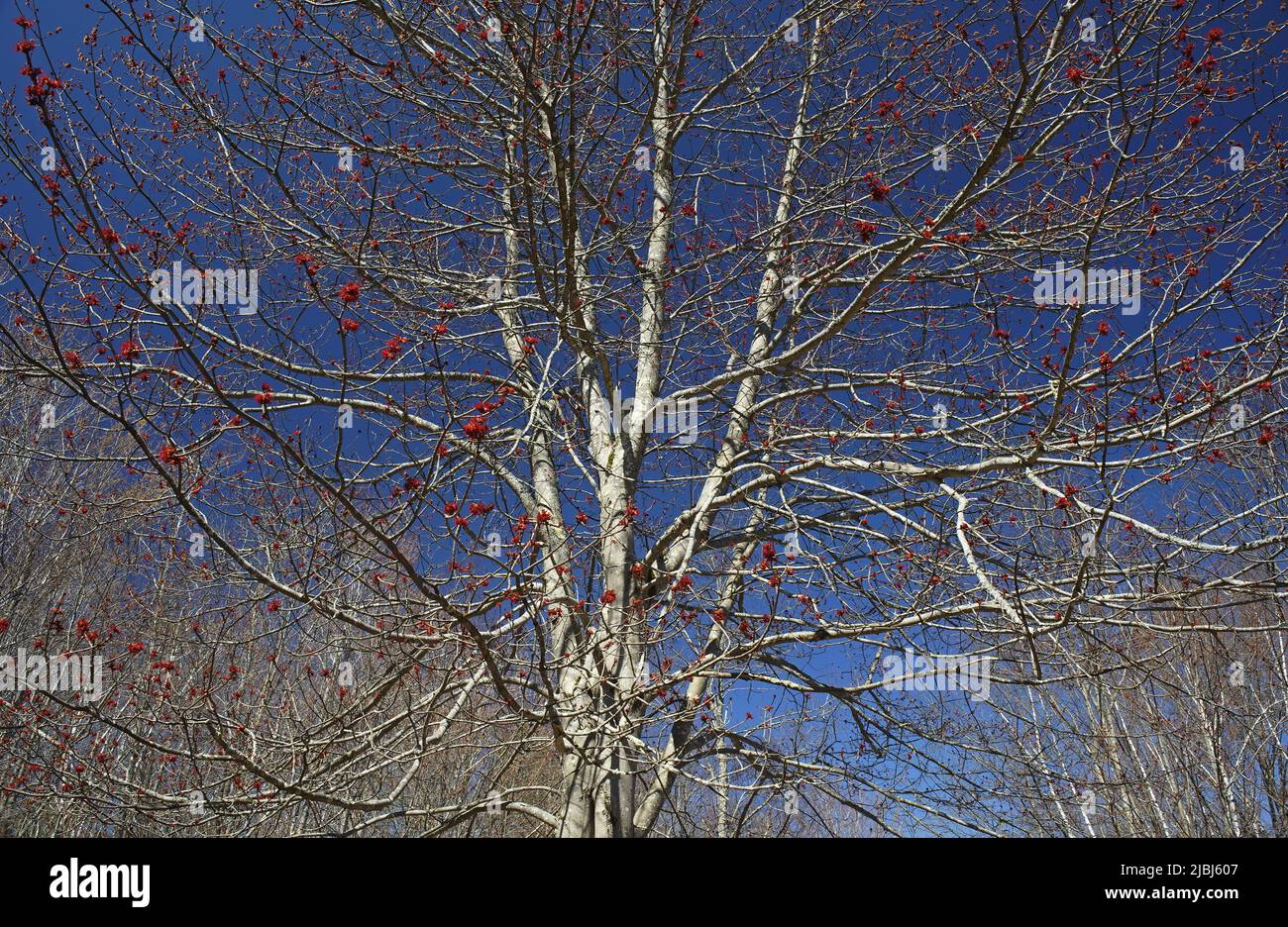 Early red flowers adorn a maple tree in early spring Stock Photo - Alamy