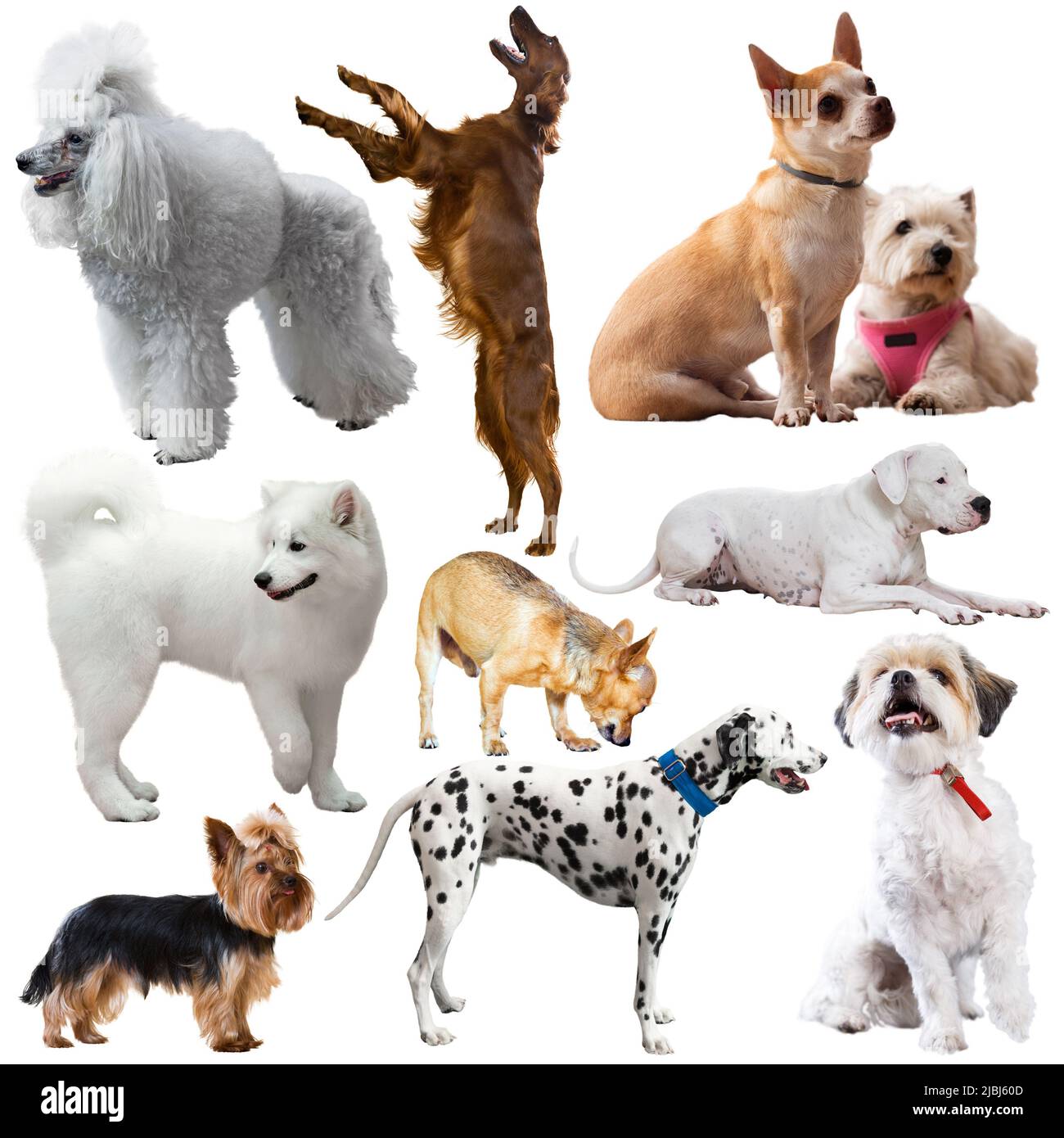 Large group of dogs isolated on a white background Stock Photo - Alamy