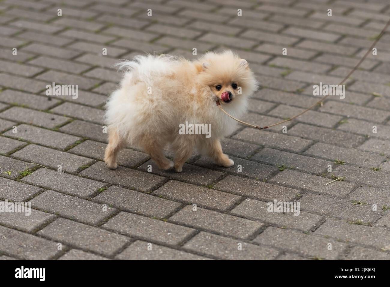 Beautiful spitz, beige color, with fluffy fleece, licks his nose with ...