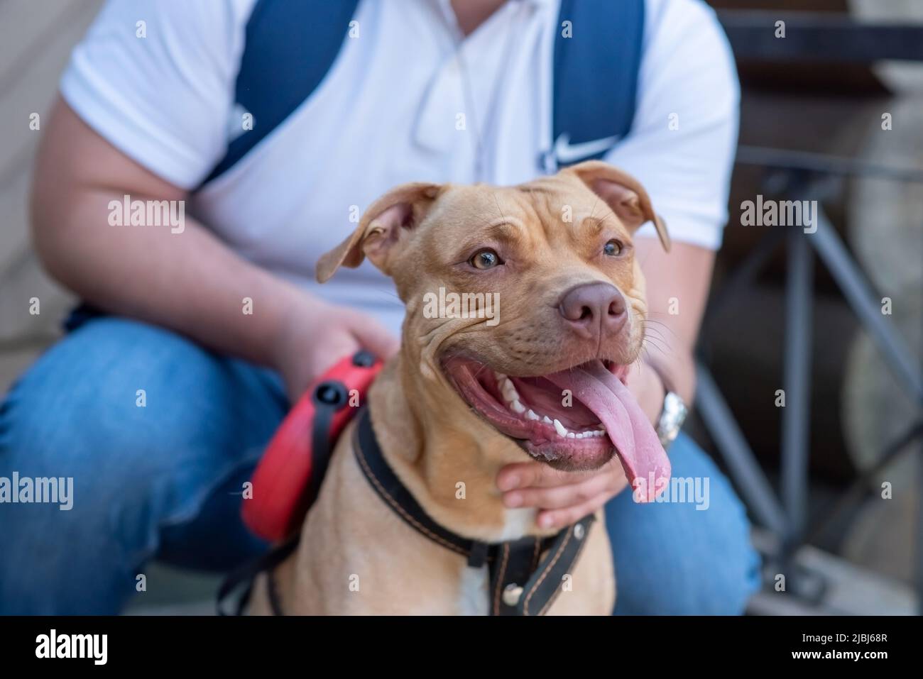 Excited pit bull hi-res stock photography and images - Alamy