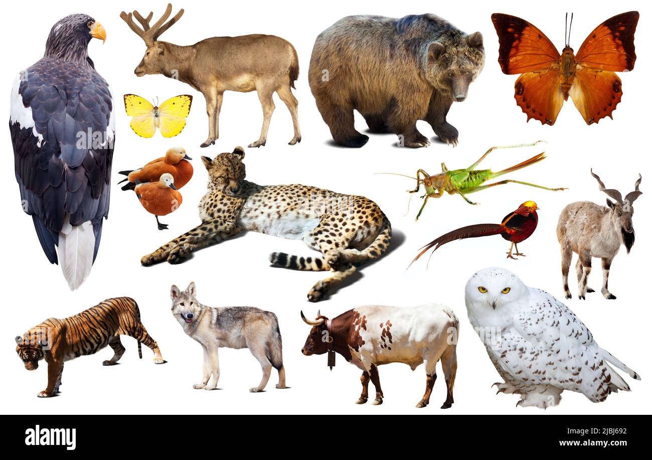 asia animals isolated Stock Photo - Alamy