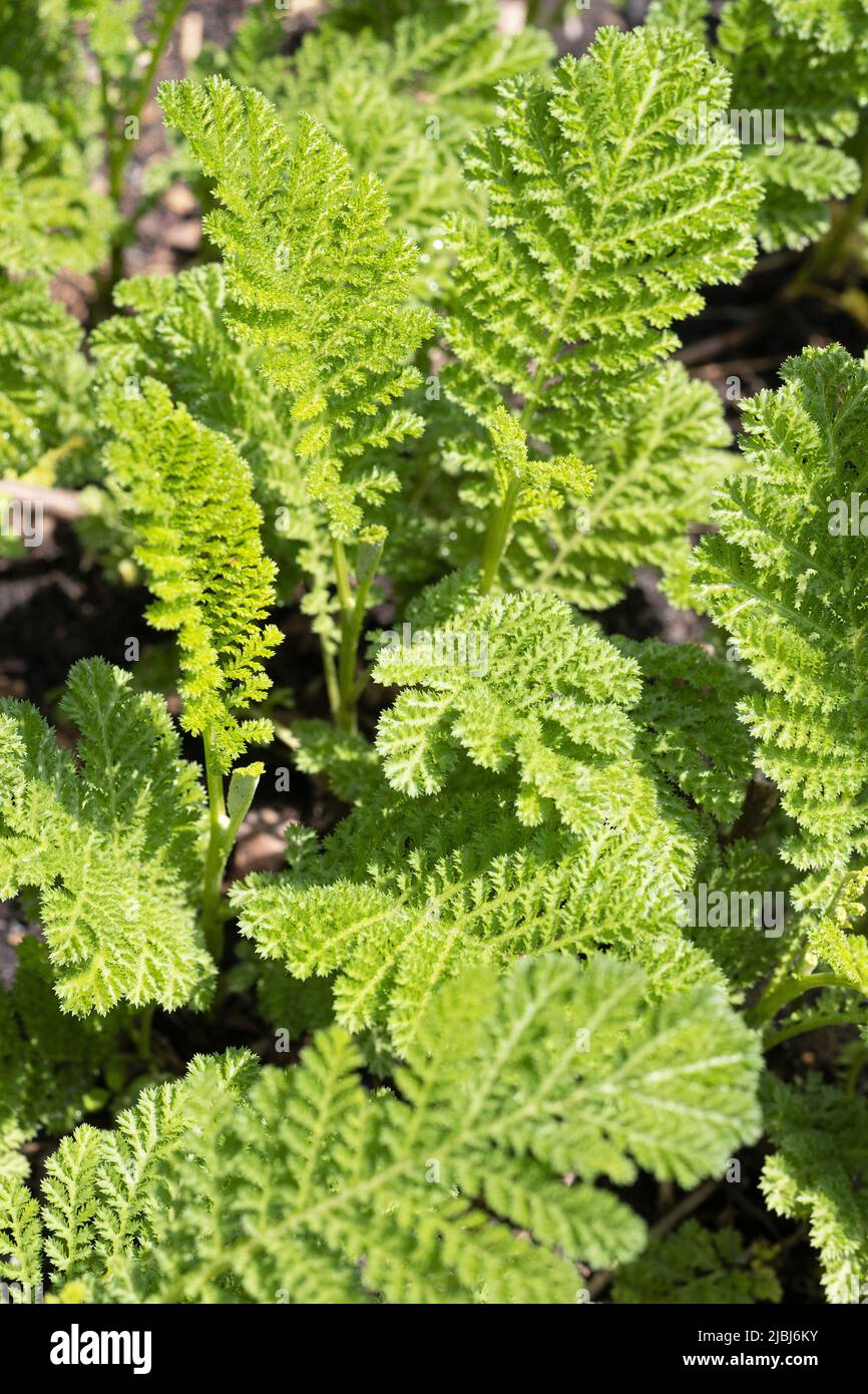 Curly tansy hi-res stock photography and images - Alamy
