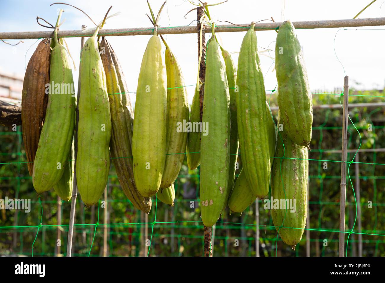 Ripe Luffa fruits drying in sun Stock Photo - Alamy