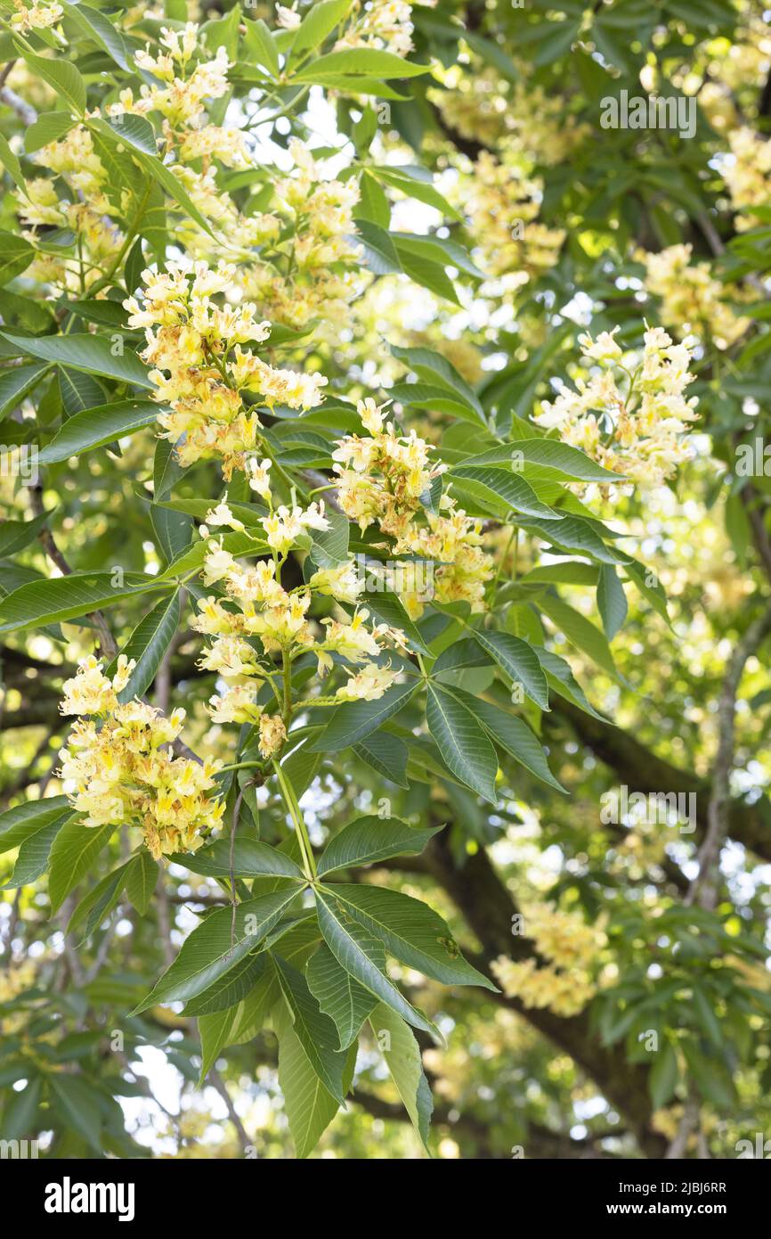 Flowers of an Aesculus 'Autumn Splendor' buckeye tree Stock Photo - Alamy