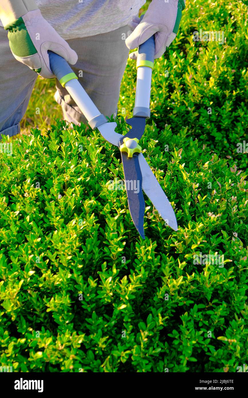 Boxwood pruning.Topiary pruning.Shearing and shaping boxwood in a sunny ...