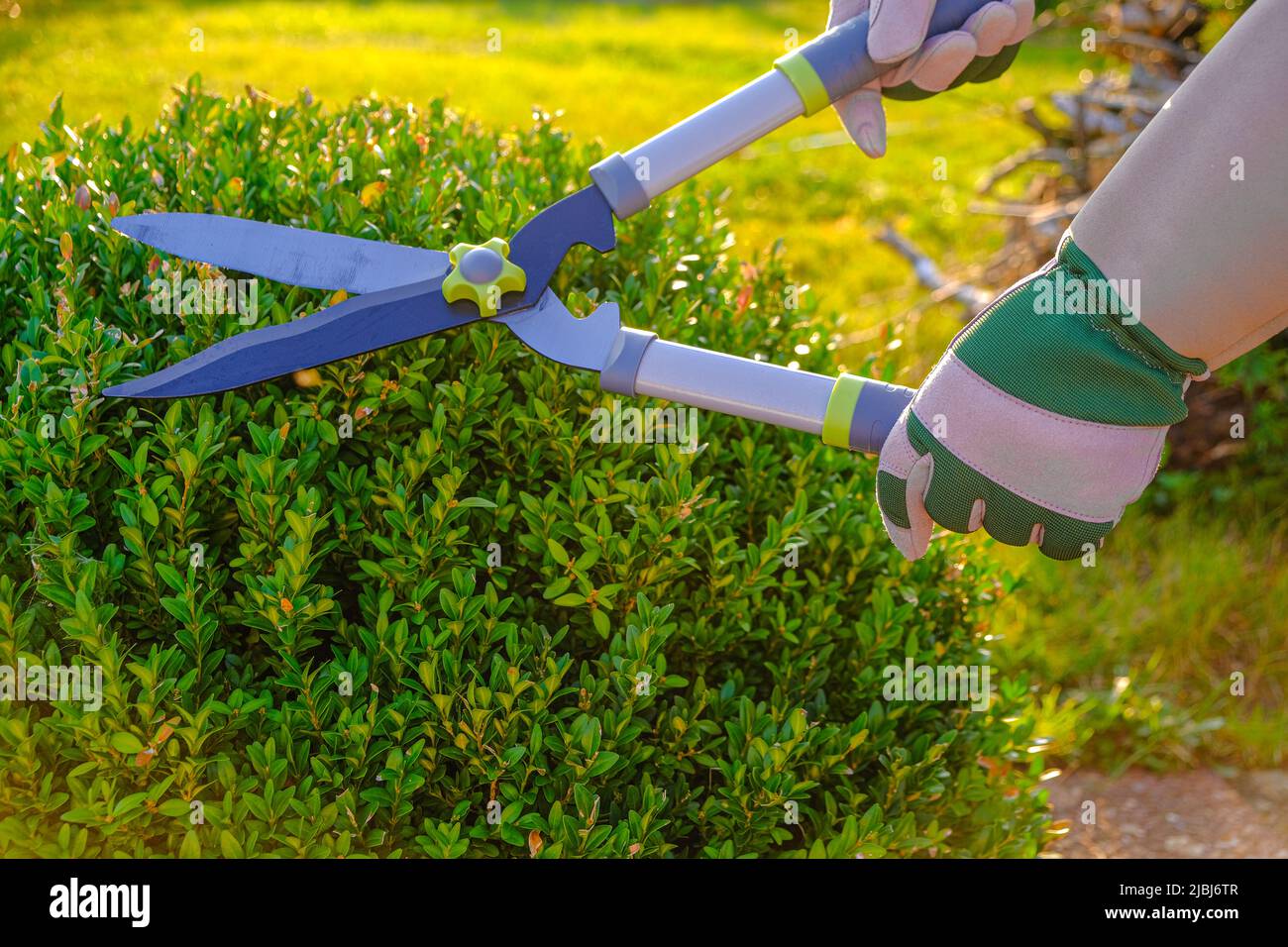 Boxwood pruning.Topiary pruning.Shearing and shaping boxwood in a sunny ...