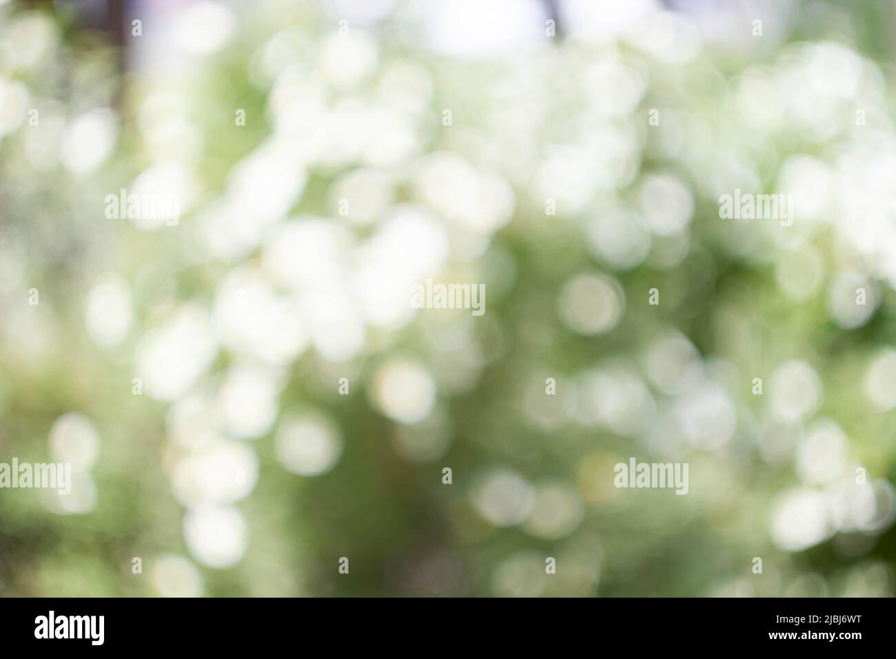 Abstract background. Background in blur out of focus. Texture in shades of green. Bokeh in the ...