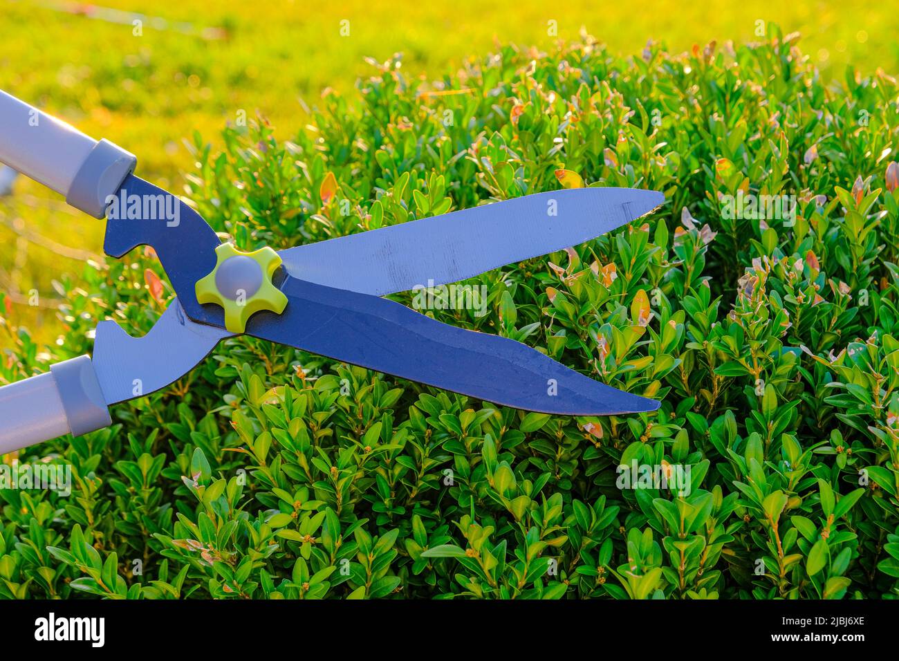 Topiary pruning.Shearing and shaping boxwood in a sunny summer green ...
