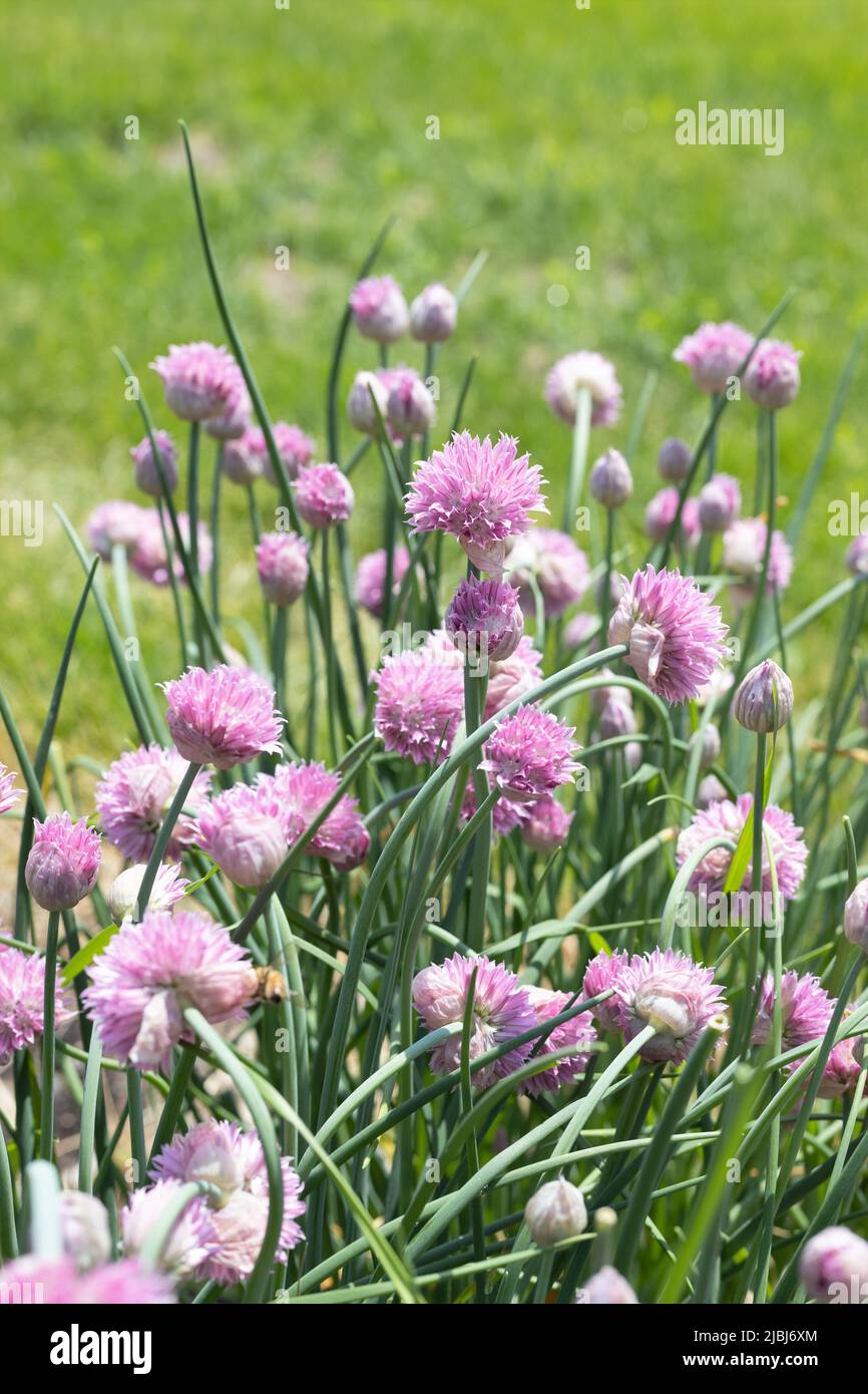 Allium schoenoprasum 'Forescate' Stock Photo - Alamy