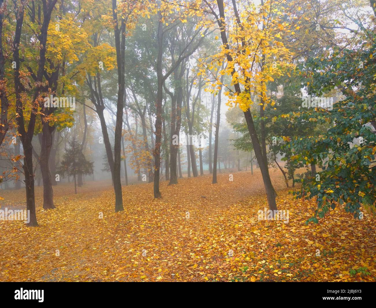 Autumn forest fog landscape. Leaves fall on ground Stock Photo - Alamy
