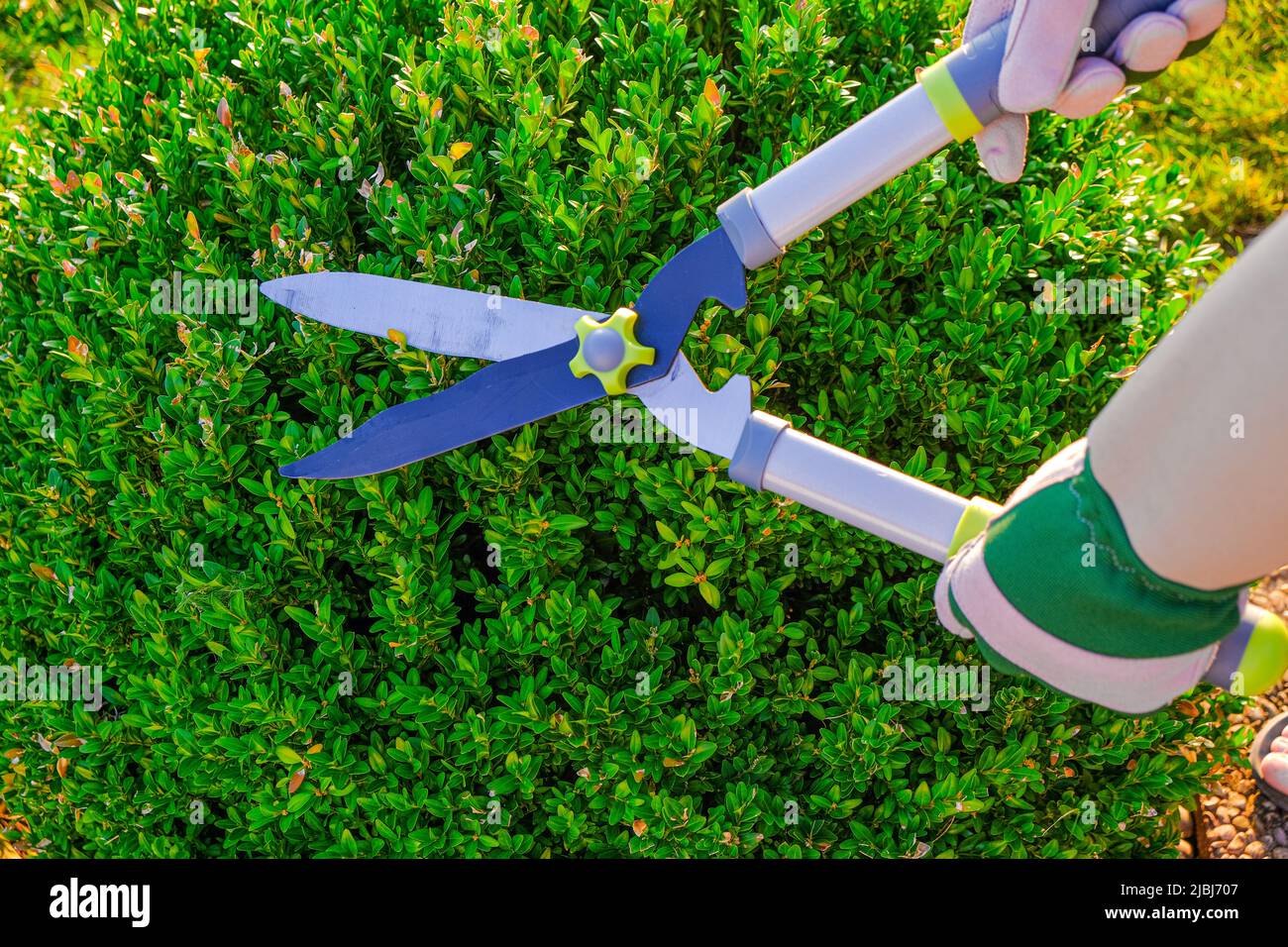 Boxwood pruning.Topiary pruning.Shearing and shaping boxwood in a sunny ...