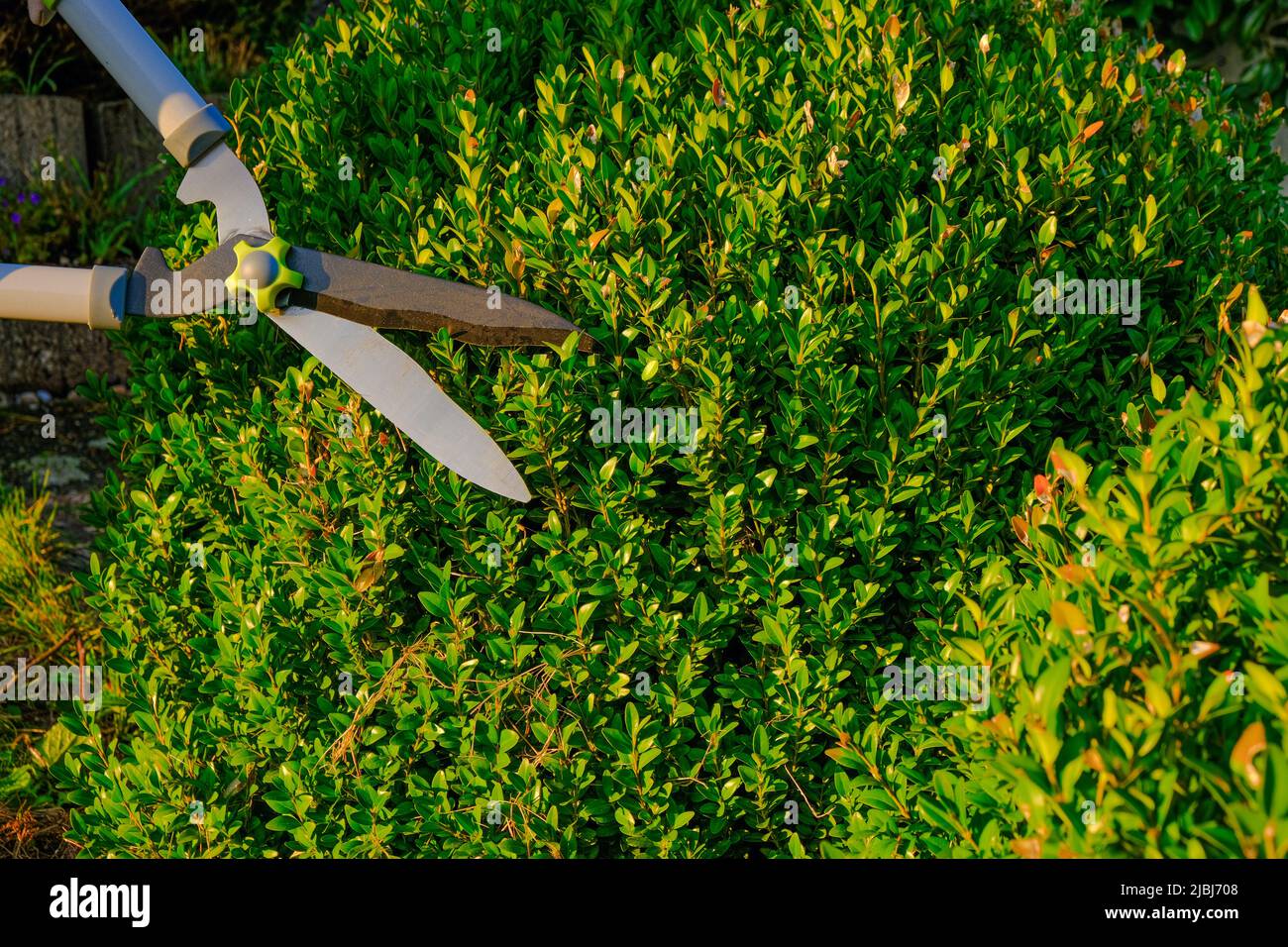 Boxwood pruning.Shearing and shaping boxwood in a summer green garden ...
