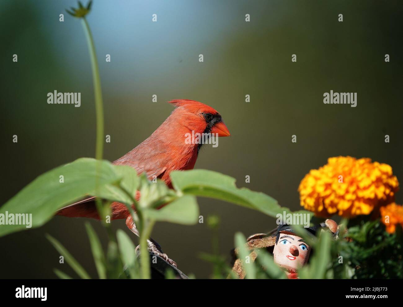 Northern Cardinal on a bird house roof Stock Photo - Alamy