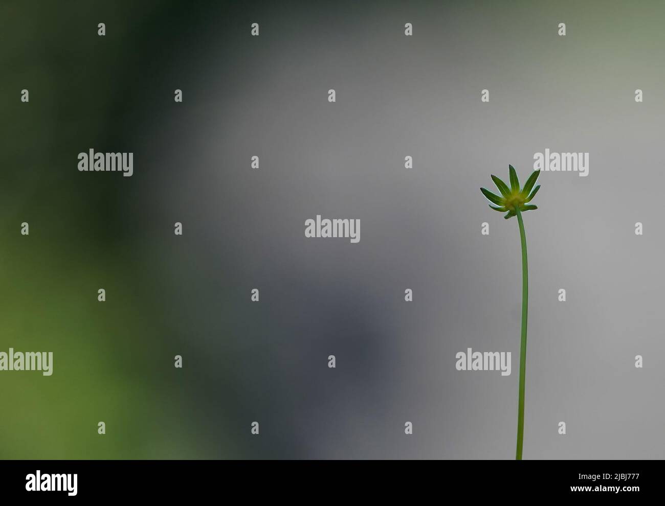 Long stem stalk hi-res stock photography and images - Alamy