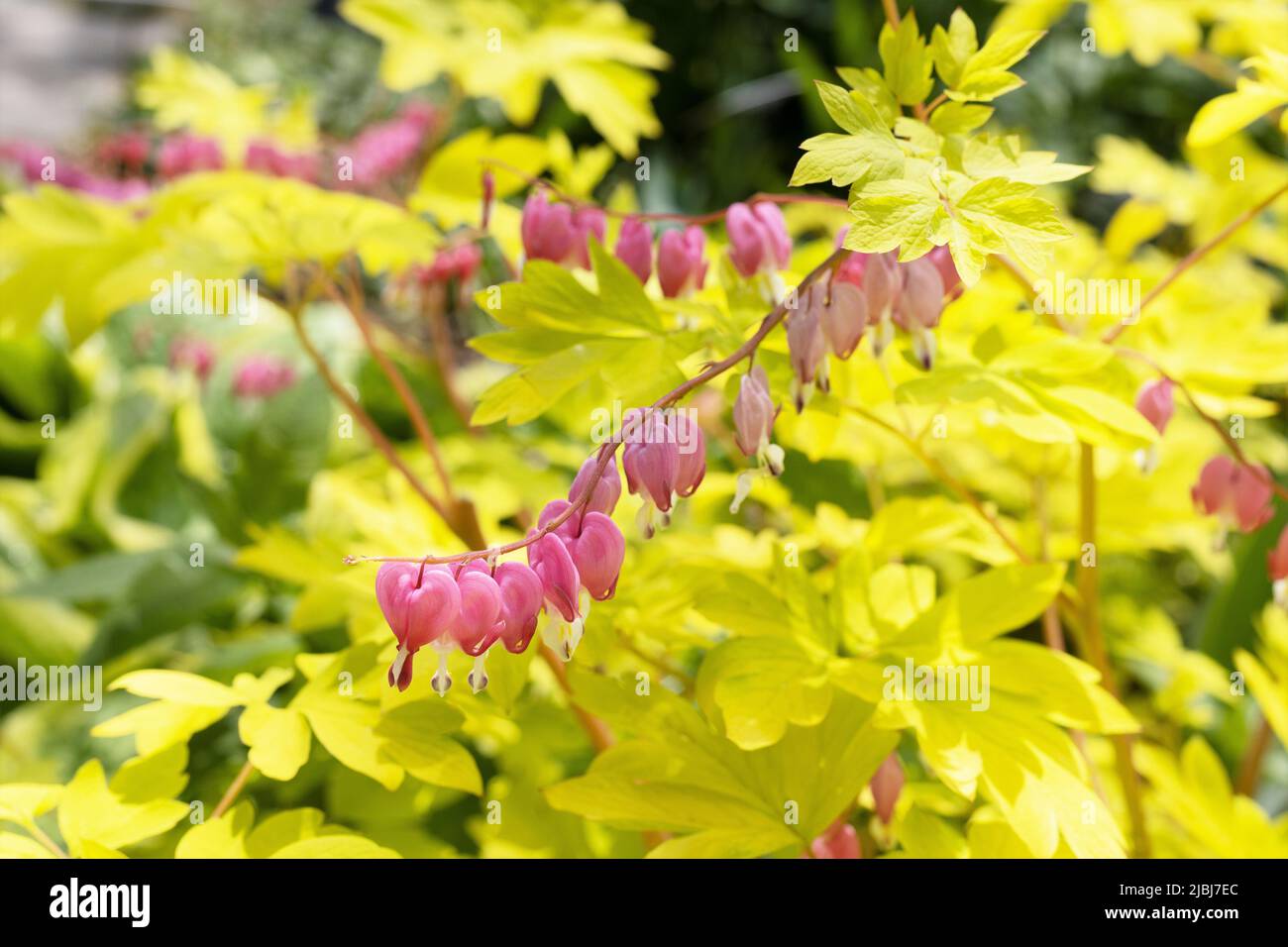 Lamprocapnos spectabilis dicentra spectabilis gold heart hi-res stock ...