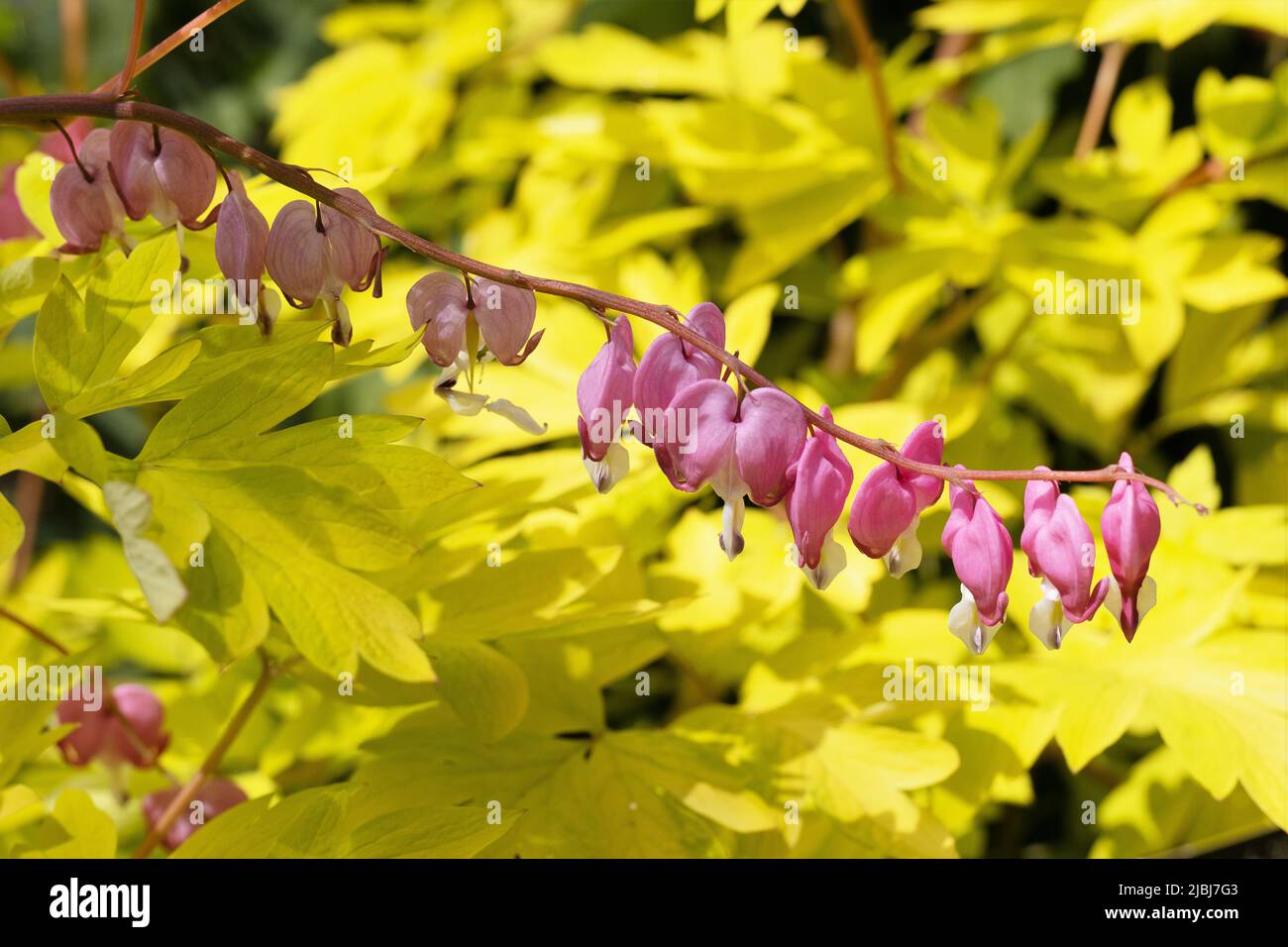 Heart bleeding hi-res stock photography and images - Alamy