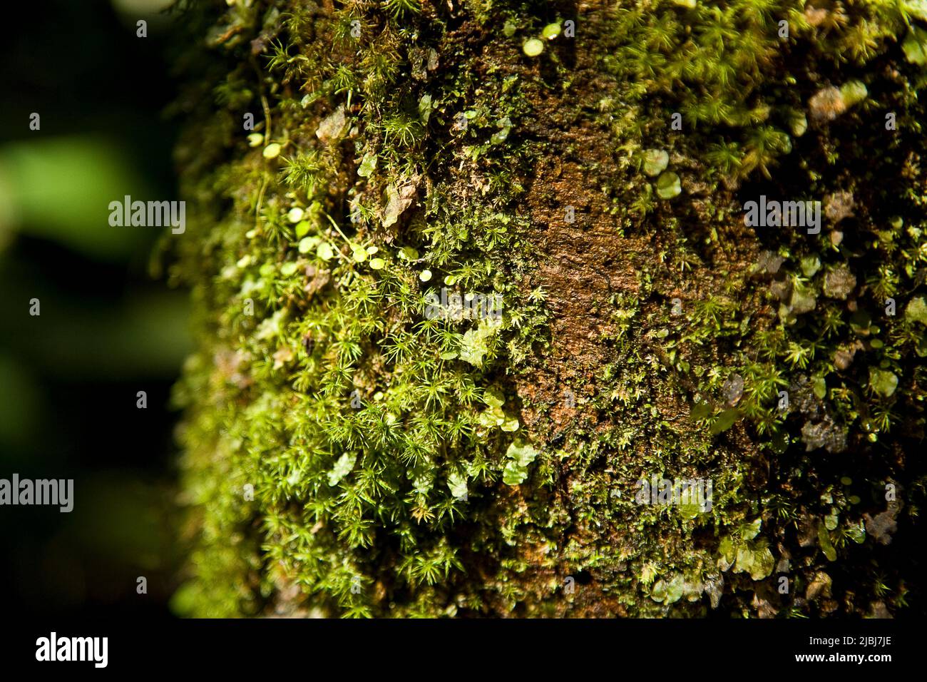 Green growth on the surface of this tree. Moss and other organisms ...