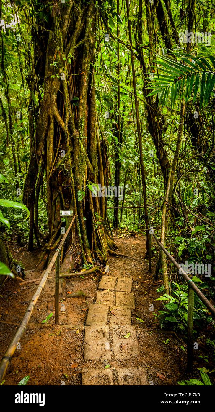 Hiking on a trail going through the trees at Monteverde Cloud Forest in ...