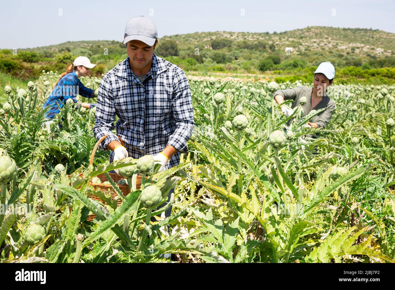 Male farmer harvesting ripe artichokes at a vegetable farm on sunny day ...