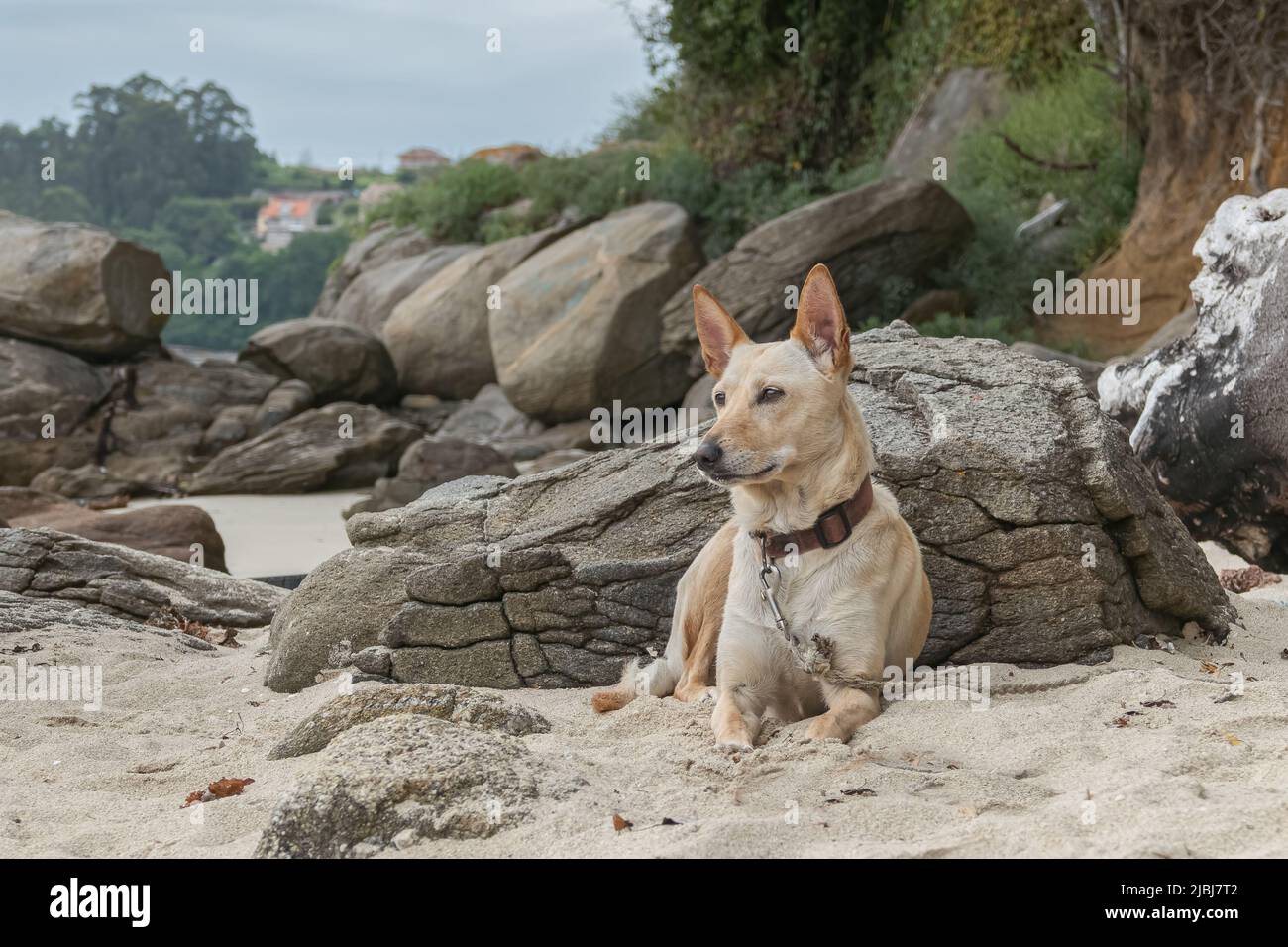 podenco breed dog lying on the sand on the beach resting Stock Photo ...