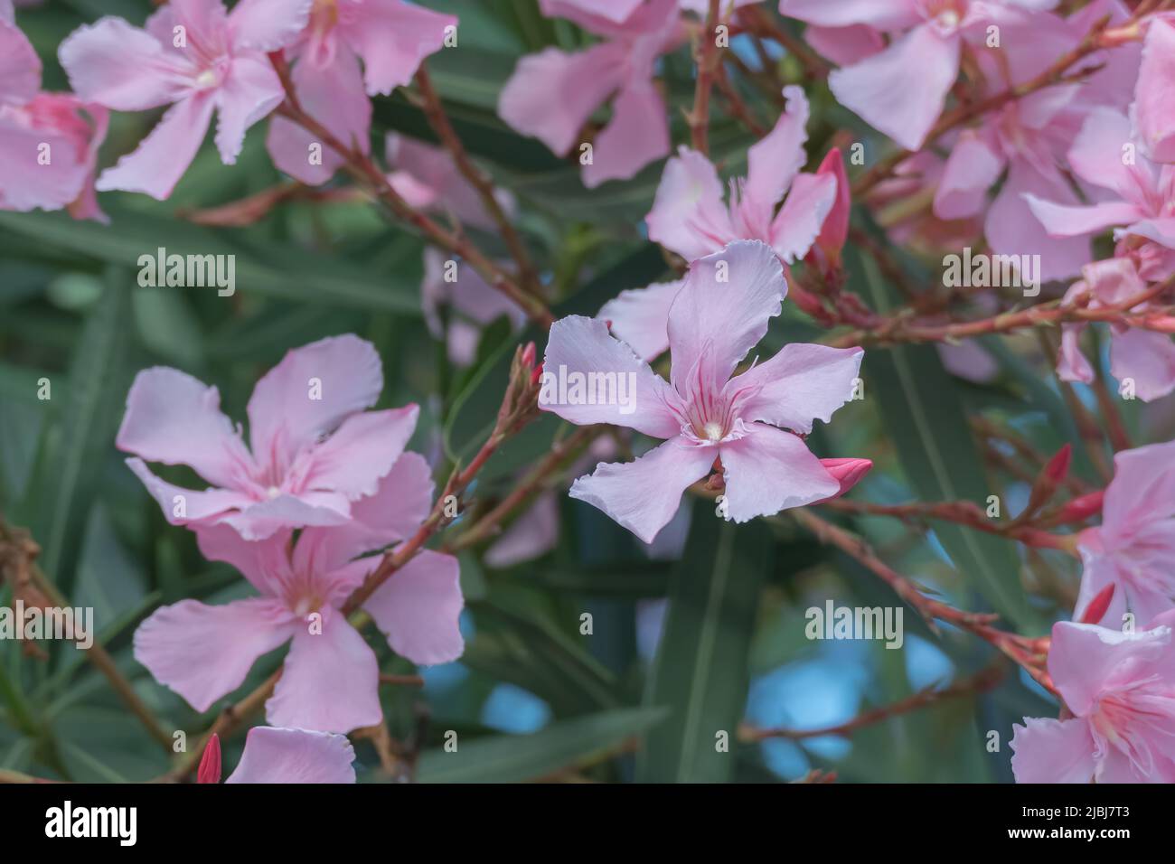 oleander flower blooming in plant outdoors in summer in Spain Stock ...