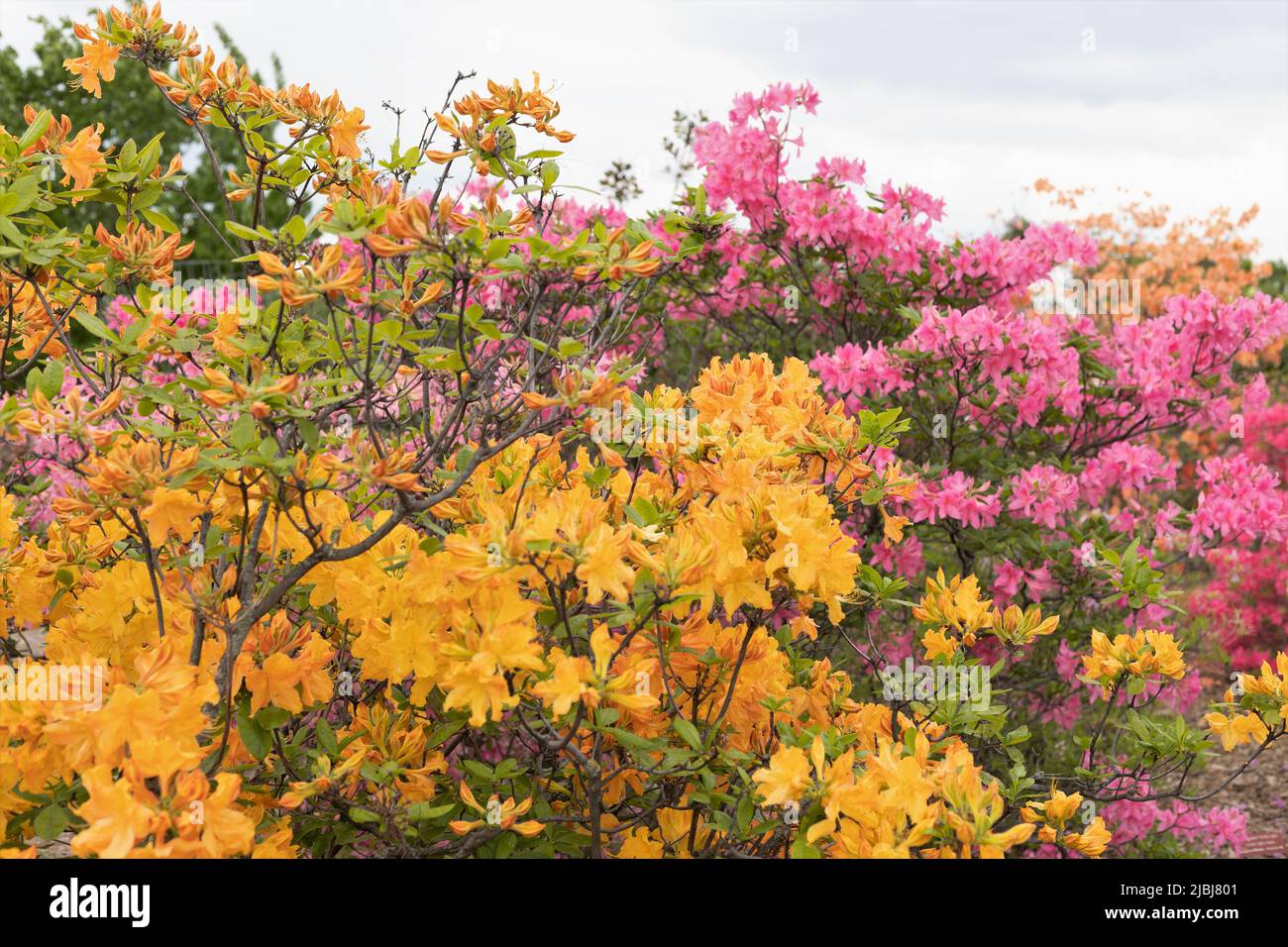 Rhododendron 'Golden Lights' azalea Stock Photo - Alamy