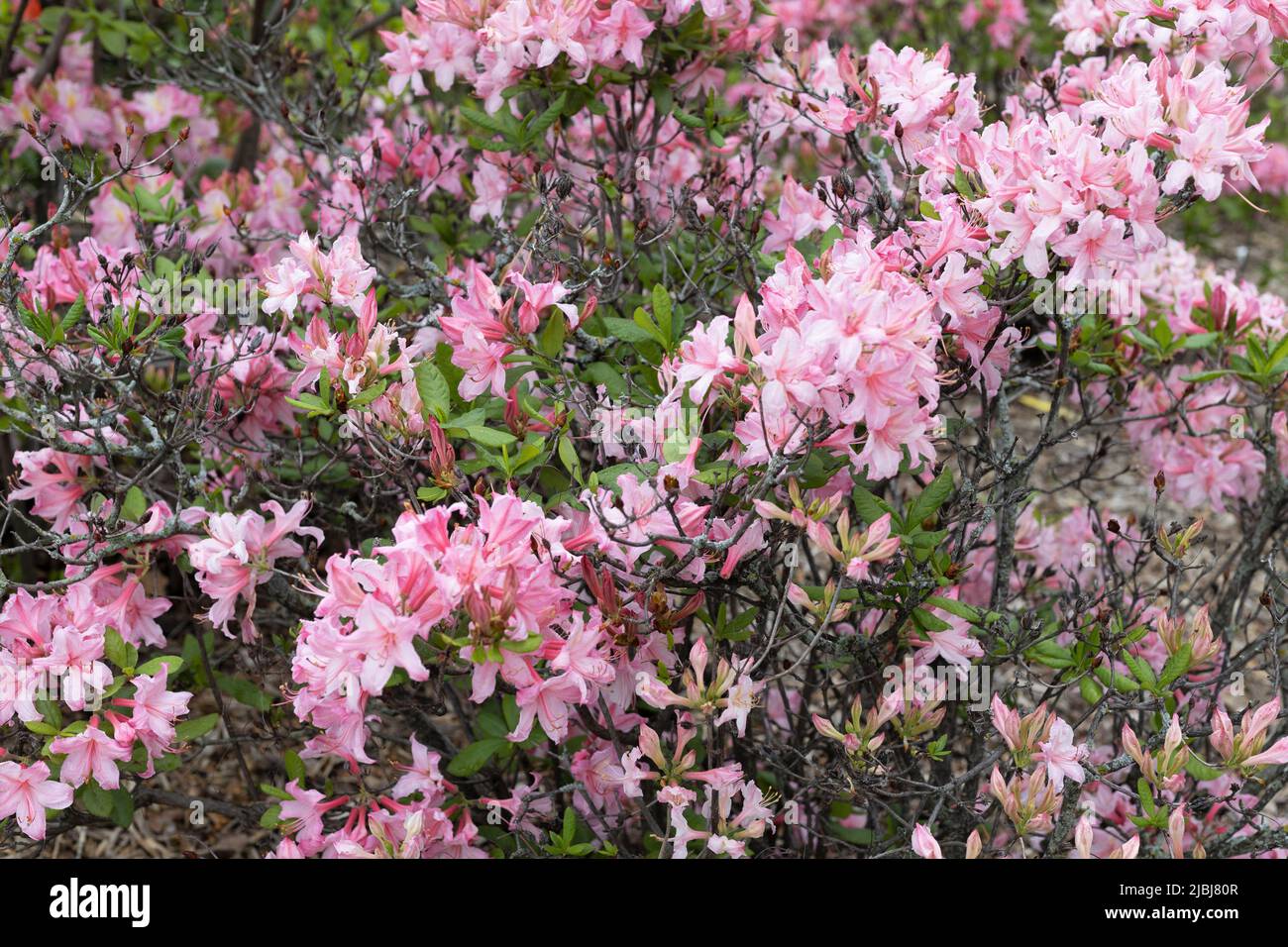 Rhododendron 'Candy Lights' azalea Stock Photo - Alamy