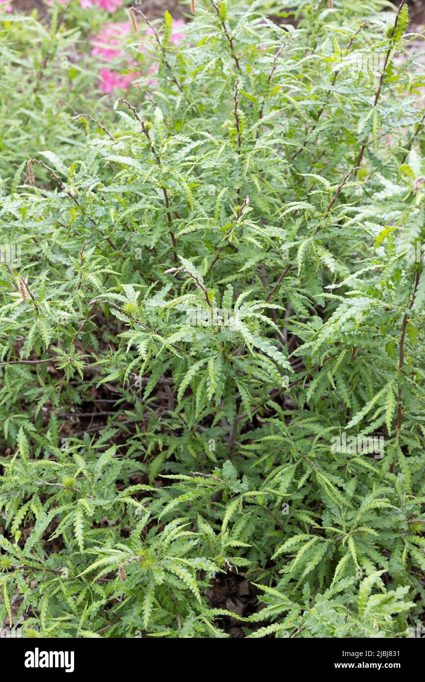 Comptonia peregrina - sweet fern Stock Photo - Alamy