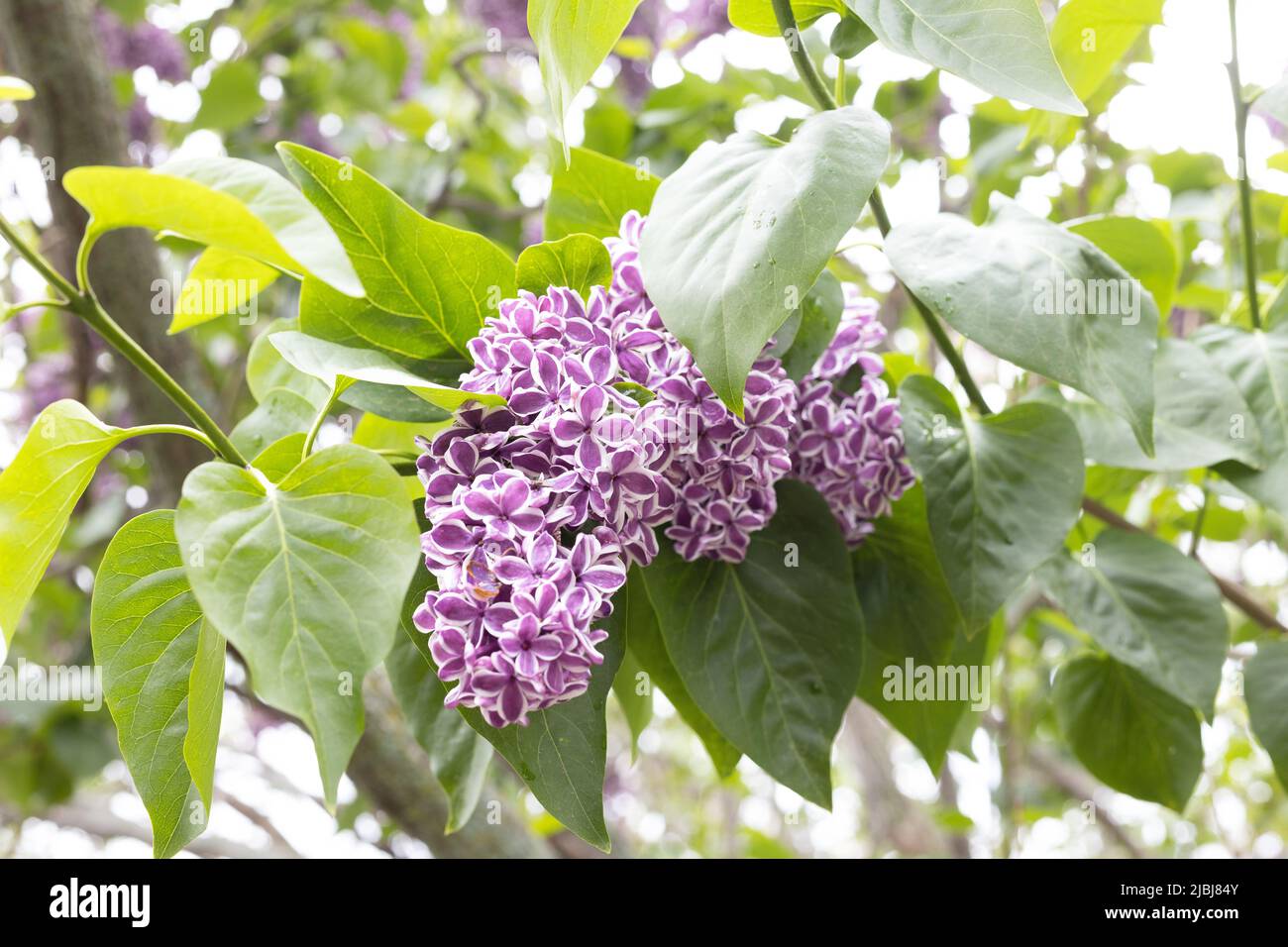 Syringa vulgaris 'sensation' common lilac flower, close up Stock Photo ...