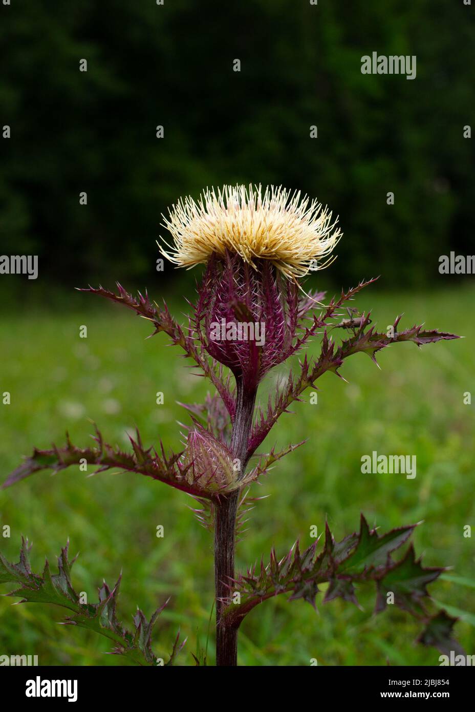 Thistle in wildflower meadow hi-res stock photography and images - Alamy