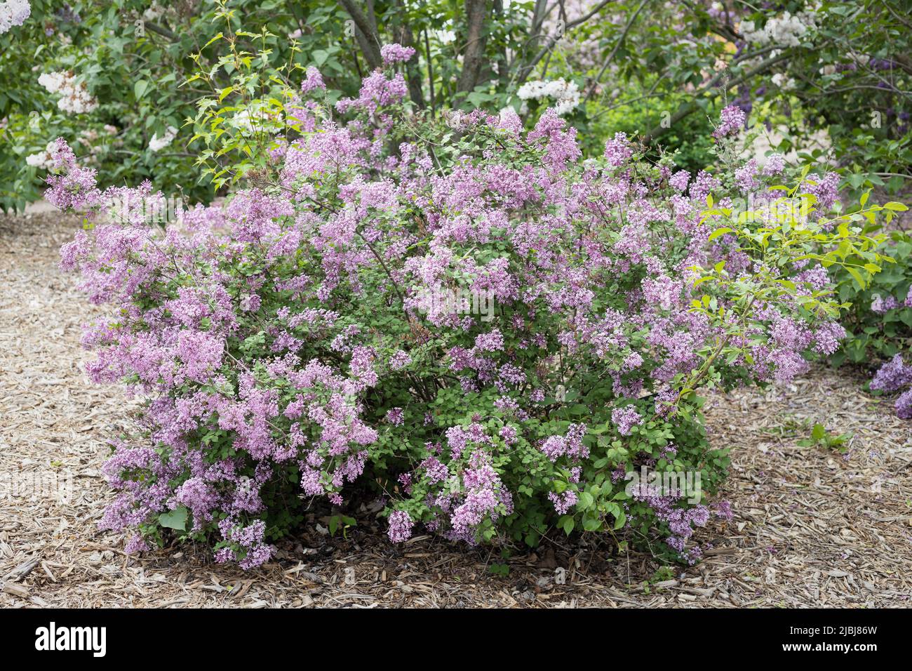 Syringa 'penda' bloomerang lilac Stock Photo - Alamy