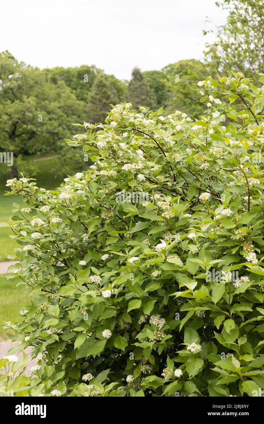 Cornus sericea 'baileyi' - red osier dogwood Stock Photo - Alamy