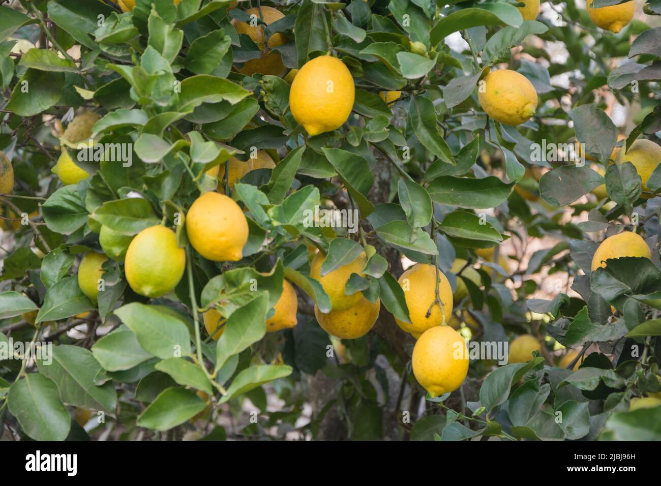Ripe lemons on the lemon tree among the leaves and foliage Stock Photo ...