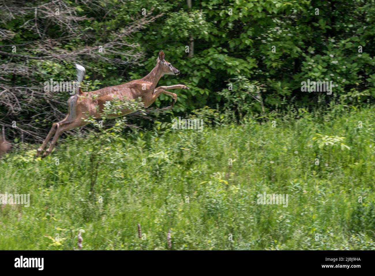 White tailed Deer bounding forward escaping a predator Stock Photo - Alamy