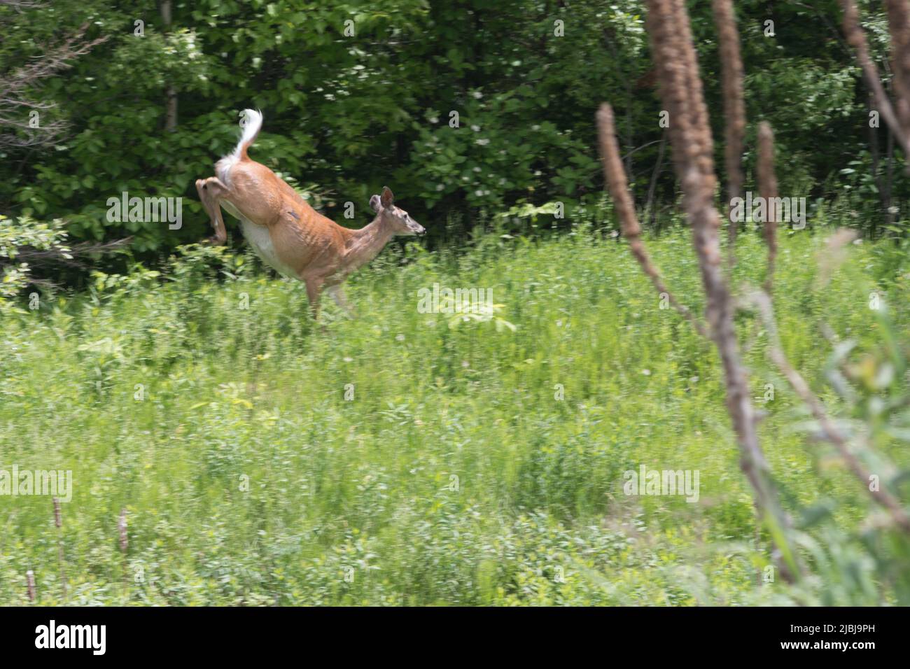 White tailed Deer landing from a bound along a tree line Stock Photo ...