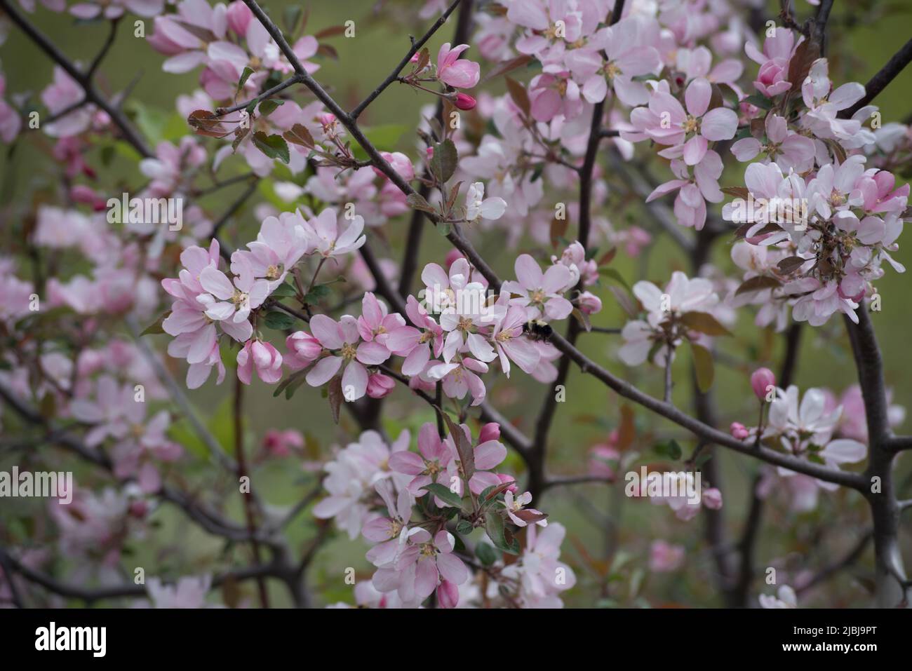 Wild Apple Blossoms in the spring with nectar for the bees Stock Photo ...