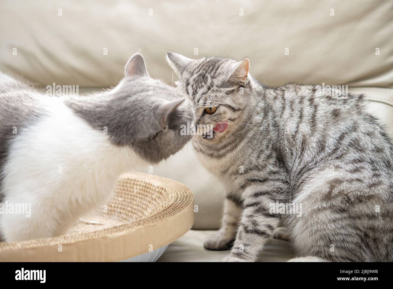 A British Shorthair Cat And An American Shorthair Cat Looking Each