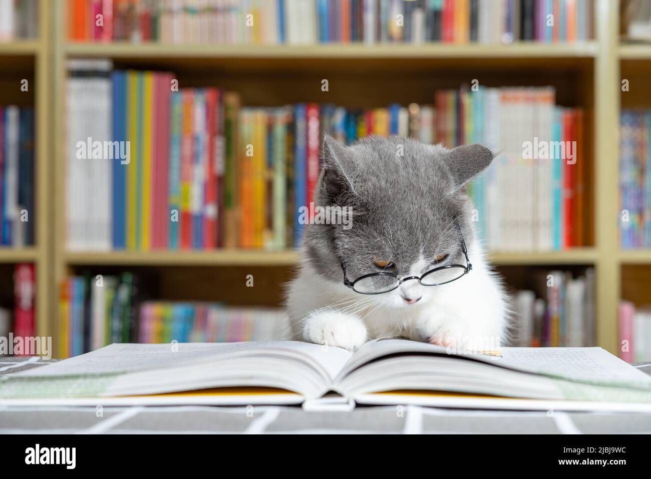 Cats Reading Books