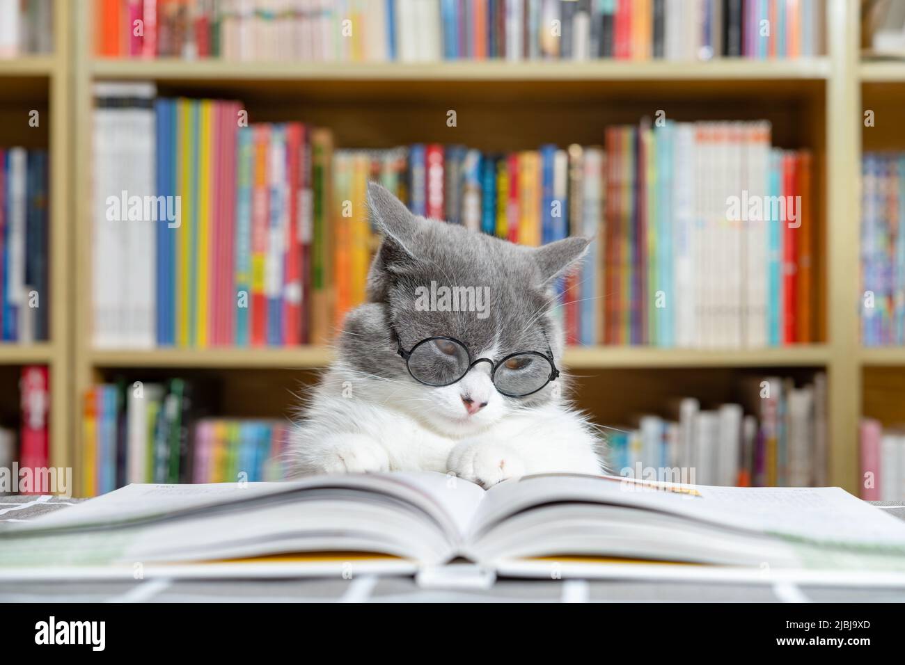 Cute Cat Reading A Book
