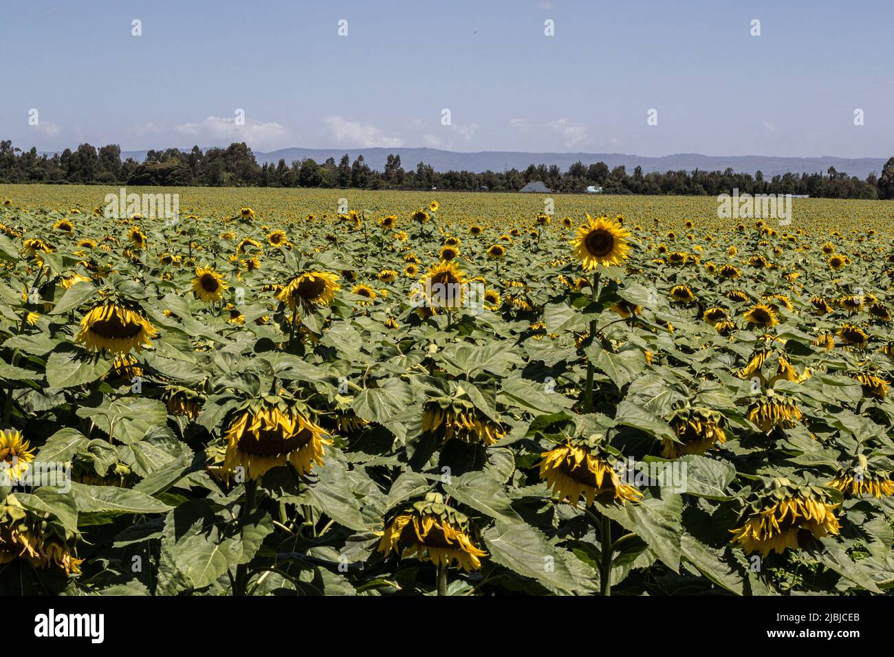 Sunflower growing at a farm in Nakuru. The cost of cooking oil has been ...