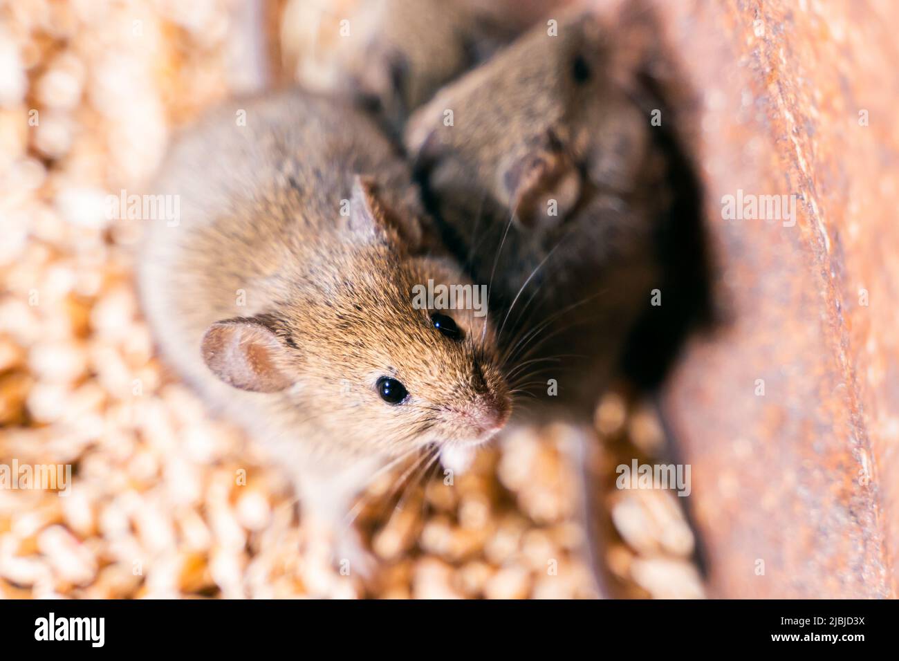 Two house mice are caught in a grain storage. Damage to the wheat crop ...