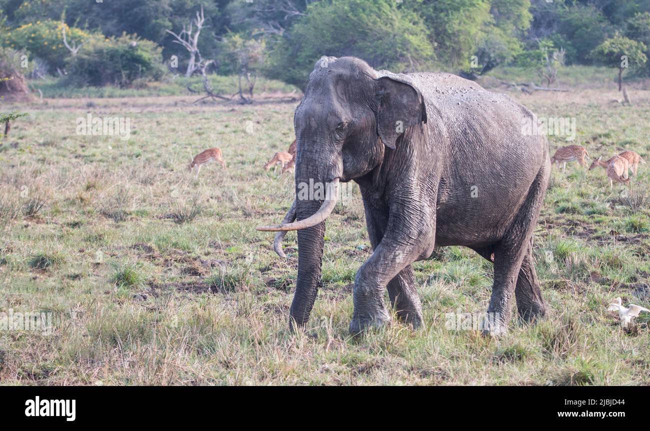 Sri Lankan Tuskers and elephants in the wild Stock Photo - Alamy