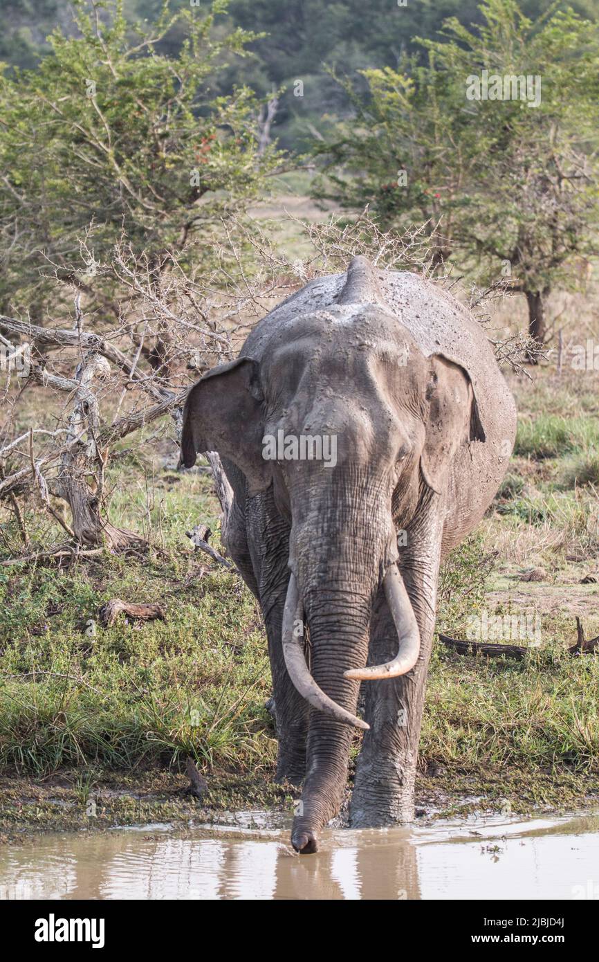 Asian tuskers hi-res stock photography and images - Alamy