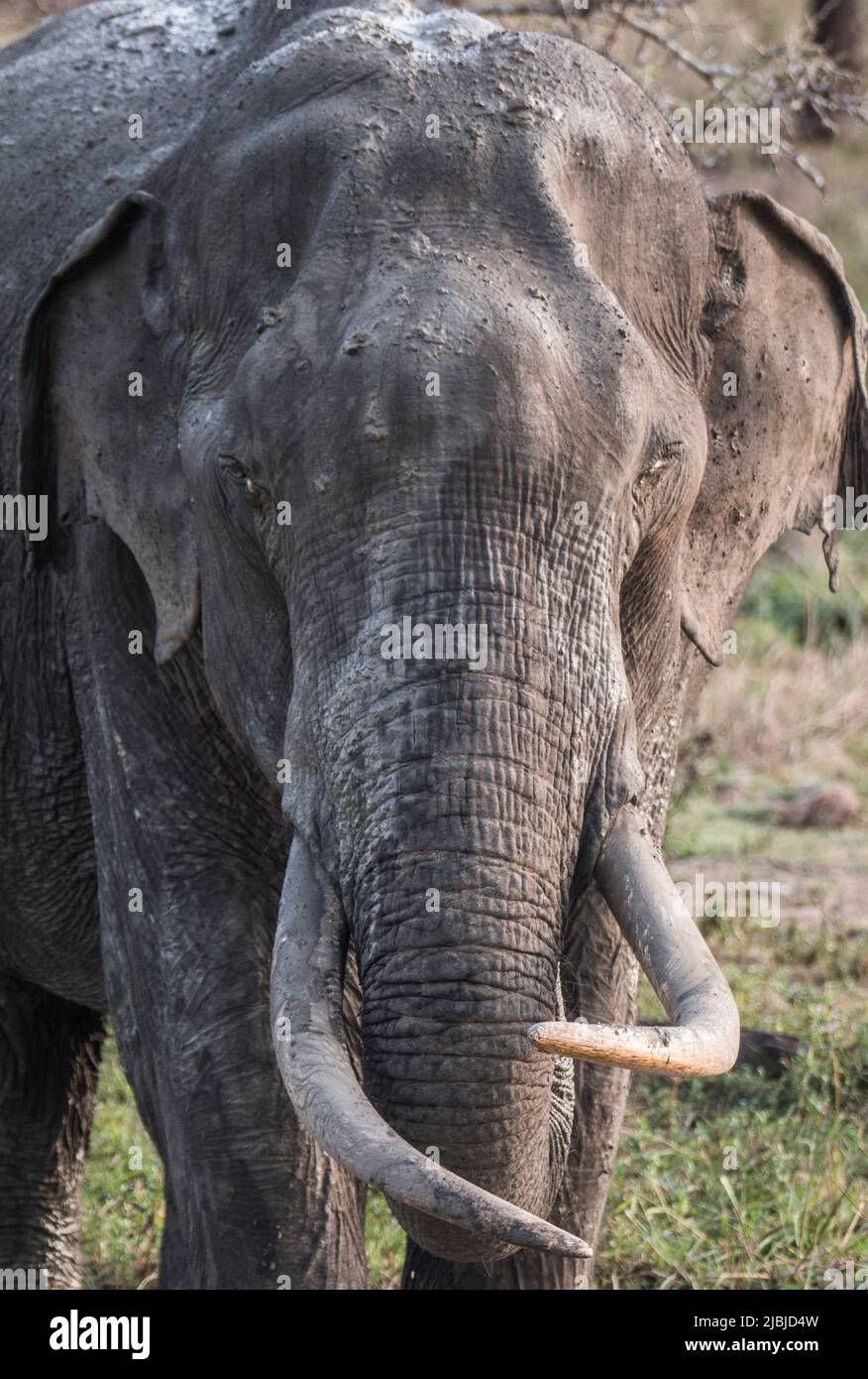 Sri Lankan Tuskers and elephants in the wild Stock Photo - Alamy