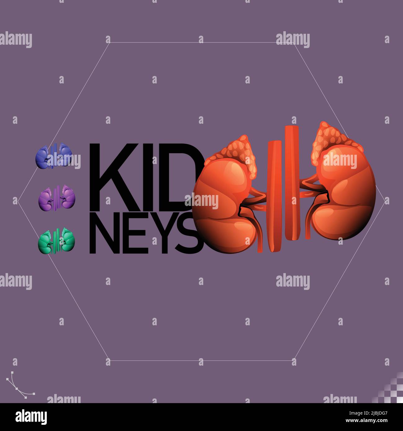 Modern beautiful stylized monotone human kidneys with Adrenal glands ...